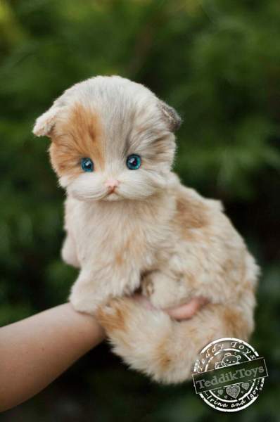 Kitten Percy by Irina Vnukova - Bear Pile