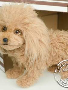 Raccoon Julie by Irina Vnukova - Bear Pile