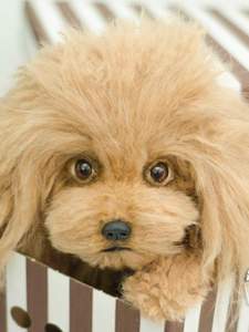 Raccoon Julie by Irina Vnukova - Bear Pile