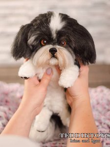 dog teddy Yorks Kesi, Yorkshire Terrier by Irina Vnukova - Bear Pile