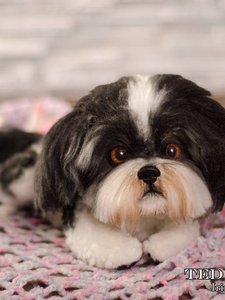 dog teddy Yorks Kesi, Yorkshire Terrier by Irina Vnukova - Bear Pile