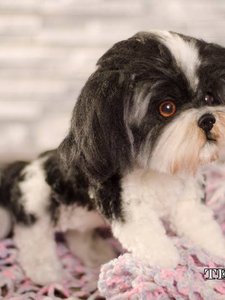 dog teddy Yorks Kesi, Yorkshire Terrier by Irina Vnukova - Bear Pile