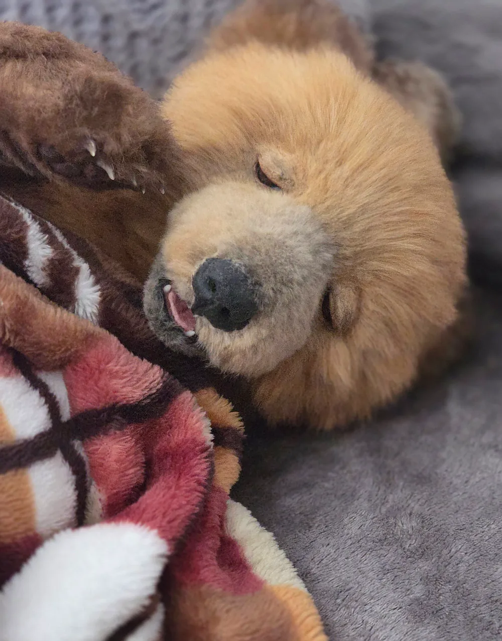 Malcolm by Svetlana Khabarova - Bear Pile