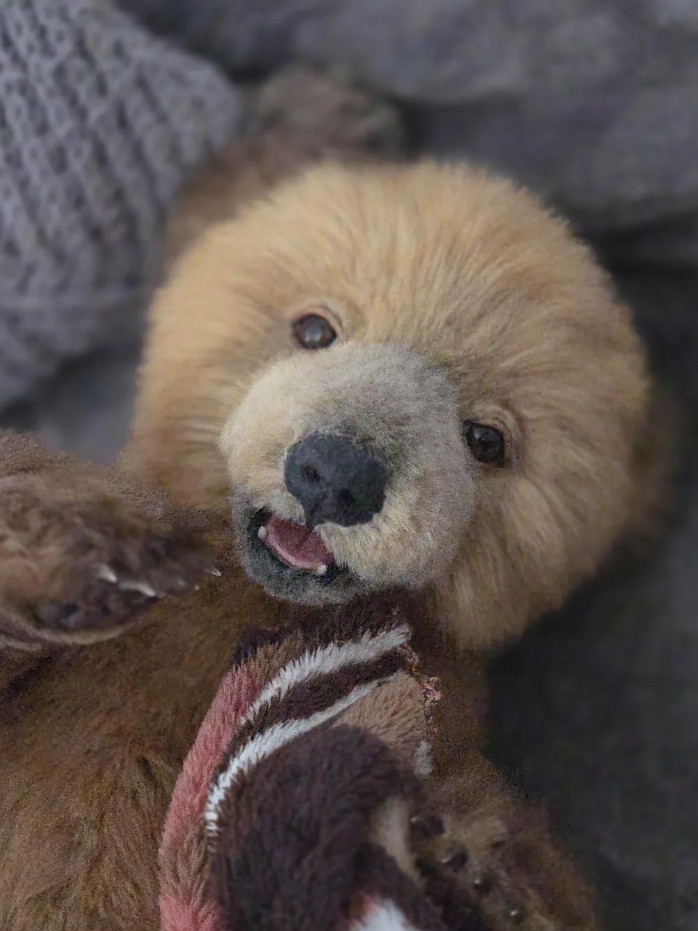 Malcolm by Svetlana Khabarova - Bear Pile