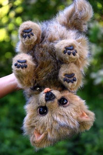 Pomeranian puppy Jimmy by Asel Rin - Bear Pile