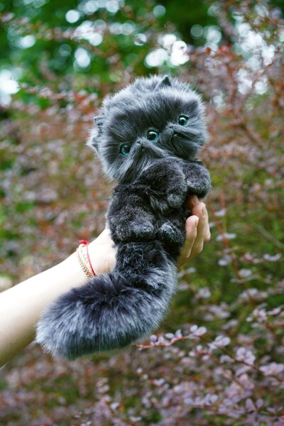 Jelle. Maine coon the cat by Asel Rin - Bear Pile