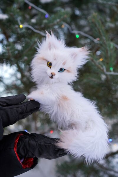 Jelle. Maine coon the cat by Asel Rin - Bear Pile