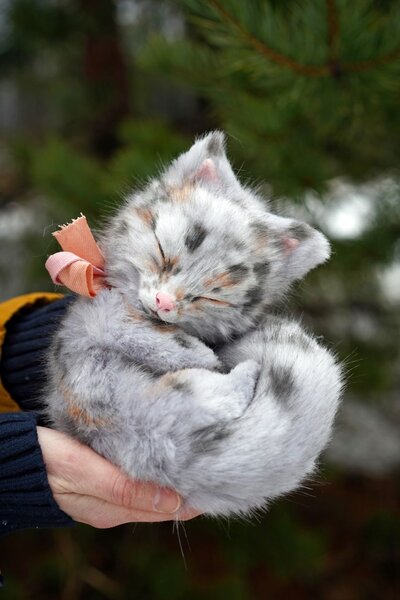 Fox Merle by Asel Rin - Bear Pile