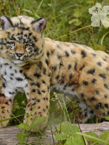 Cat Yuma by Ekaterina Leyt - Bear Pile