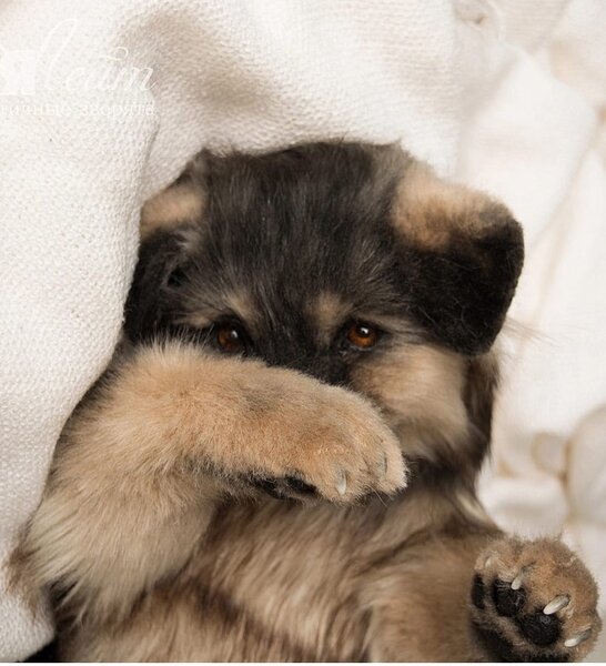 German Shepherd puppy Luke by Katia Leyt - Bear Pile
