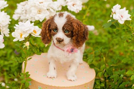 English Springer Spaniel Felted Miniature by Yana Fedorova - Bear Pile