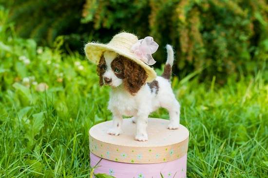 English Springer Spaniel Felted Miniature by Yana Fedorova - Bear Pile