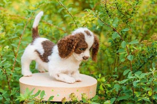 English Springer Spaniel Felted Miniature by Yana Fedorova - Bear Pile
