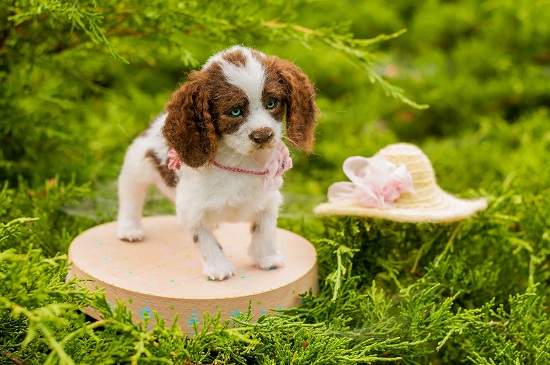 English Springer Spaniel Felted Miniature by Yana Fedorova - Bear Pile