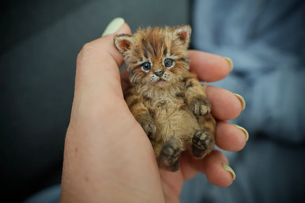 Mosya by Galina Morozova - Bear Pile