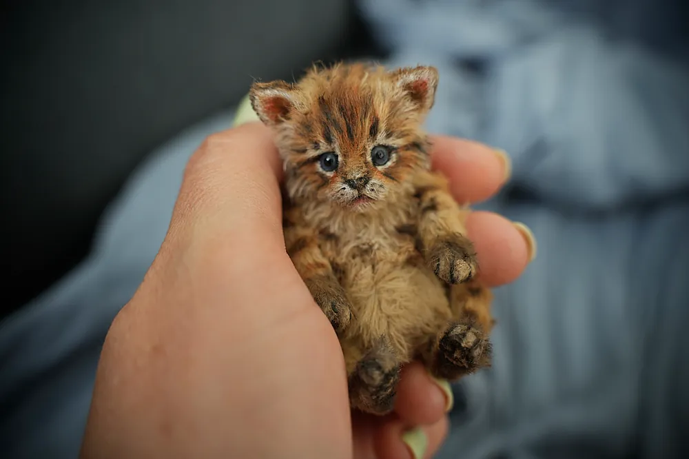 Mosya by Galina Morozova - Bear Pile