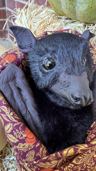Baby Bat with Swaddled Cuddle Body - Harvest by Elizabeth Hudec - Bear Pile