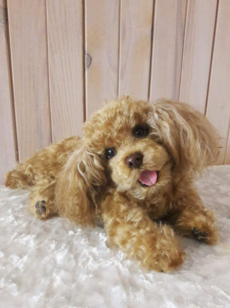 Caramel miniature poodle by Bogacheva Olga - Bear Pile