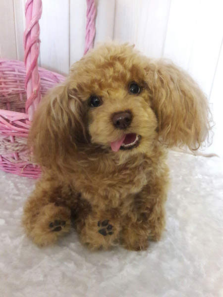 Caramel miniature poodle by Bogacheva Olga - Bear Pile