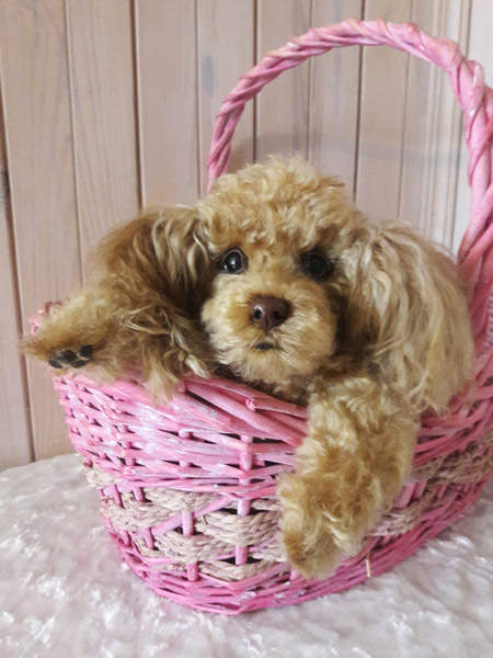 Caramel miniature poodle by Bogacheva Olga - Bear Pile