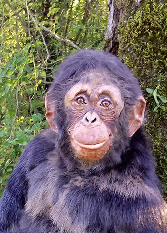 Harry chimpanzee by Bogacheva Olga - Bear Pile