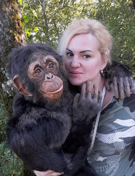 Harry chimpanzee by Bogacheva Olga - Bear Pile