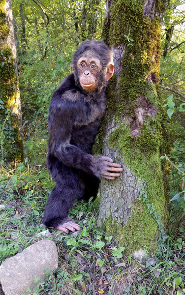 Harry chimpanzee by Bogacheva Olga - Bear Pile