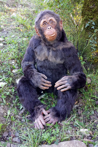 Harry chimpanzee by Bogacheva Olga - Bear Pile