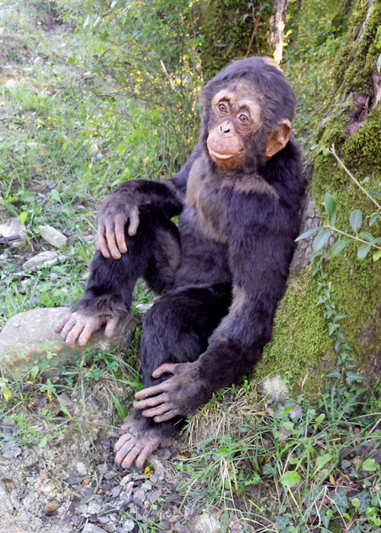 Harry chimpanzee by Bogacheva Olga - Bear Pile