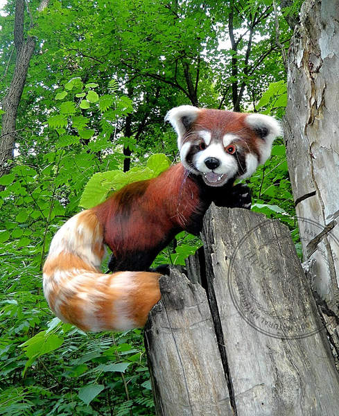 Red panda. Fiery Fox by Irina Plaksina - Bear Pile