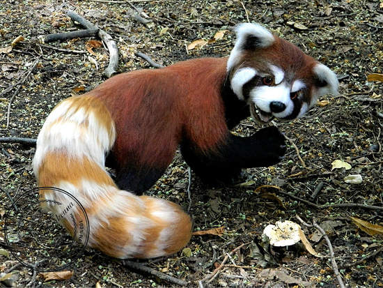 Red panda. Fiery Fox by Irina Plaksina - Bear Pile