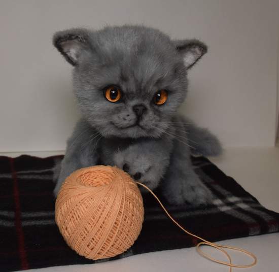 Cat Mandarin by GRISHINA TATYANA - Bear Pile