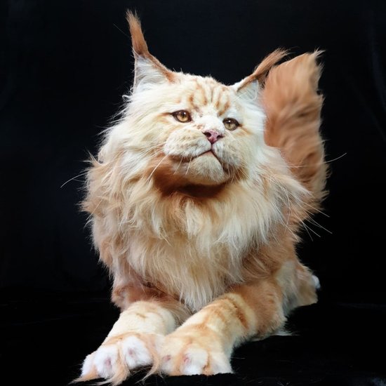 Maine coon by ShertoyS - Bear Pile