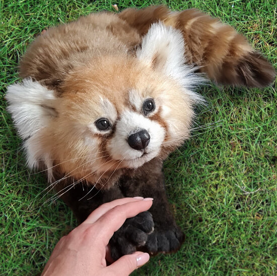 Maine coon by ShertoyS - Bear Pile