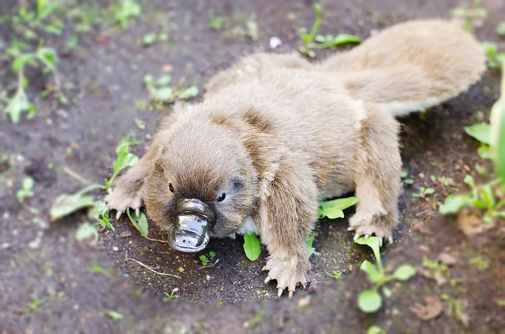 Platypus Musya by Fedotova Viktoriya - Bear Pile