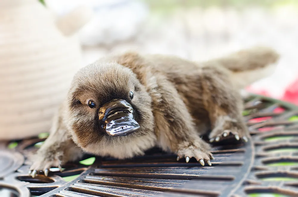 Platypus Musya by Fedotova Viktoriya - Bear Pile