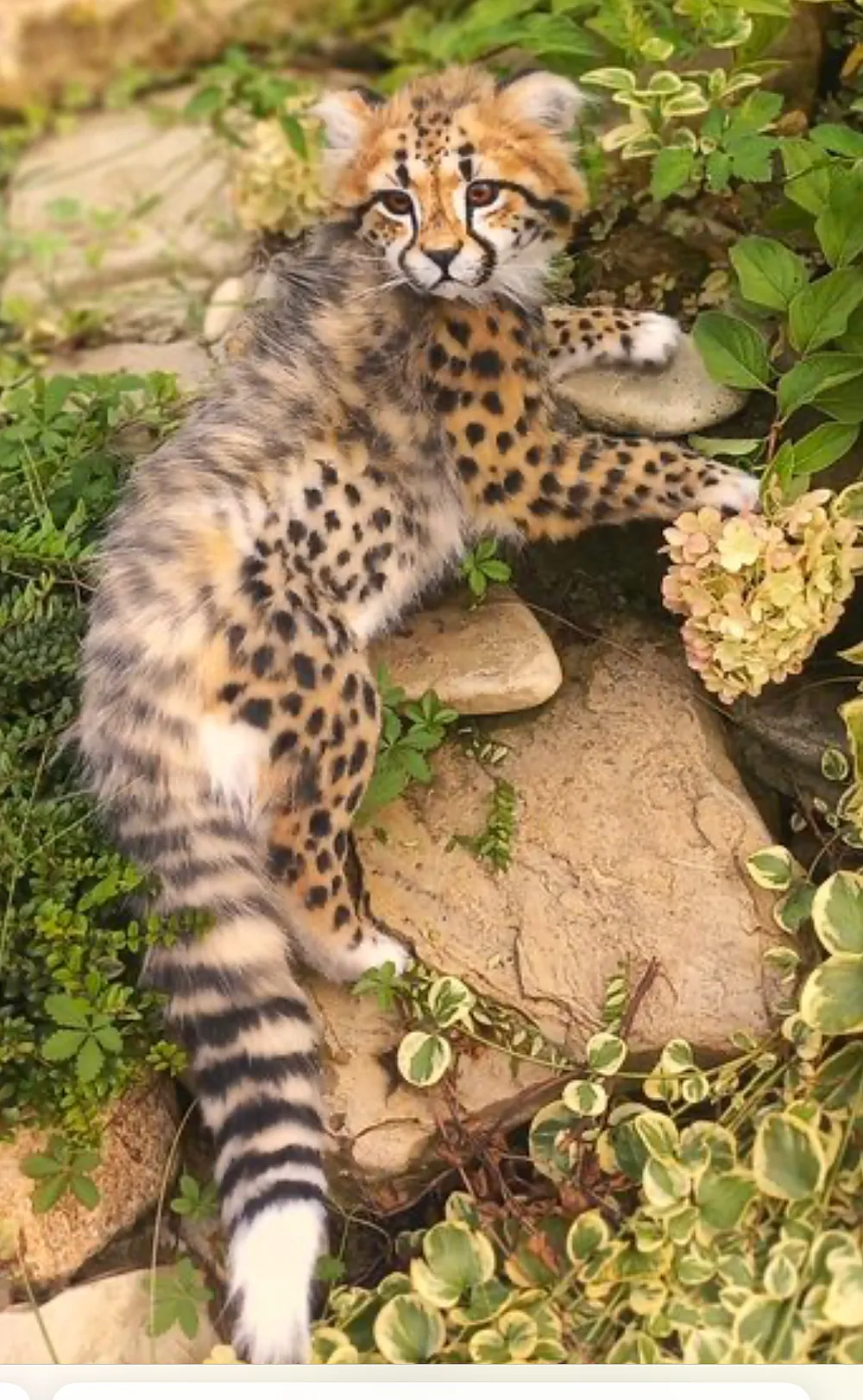 CHEETAH by Bogacheva Olga - Bear Pile