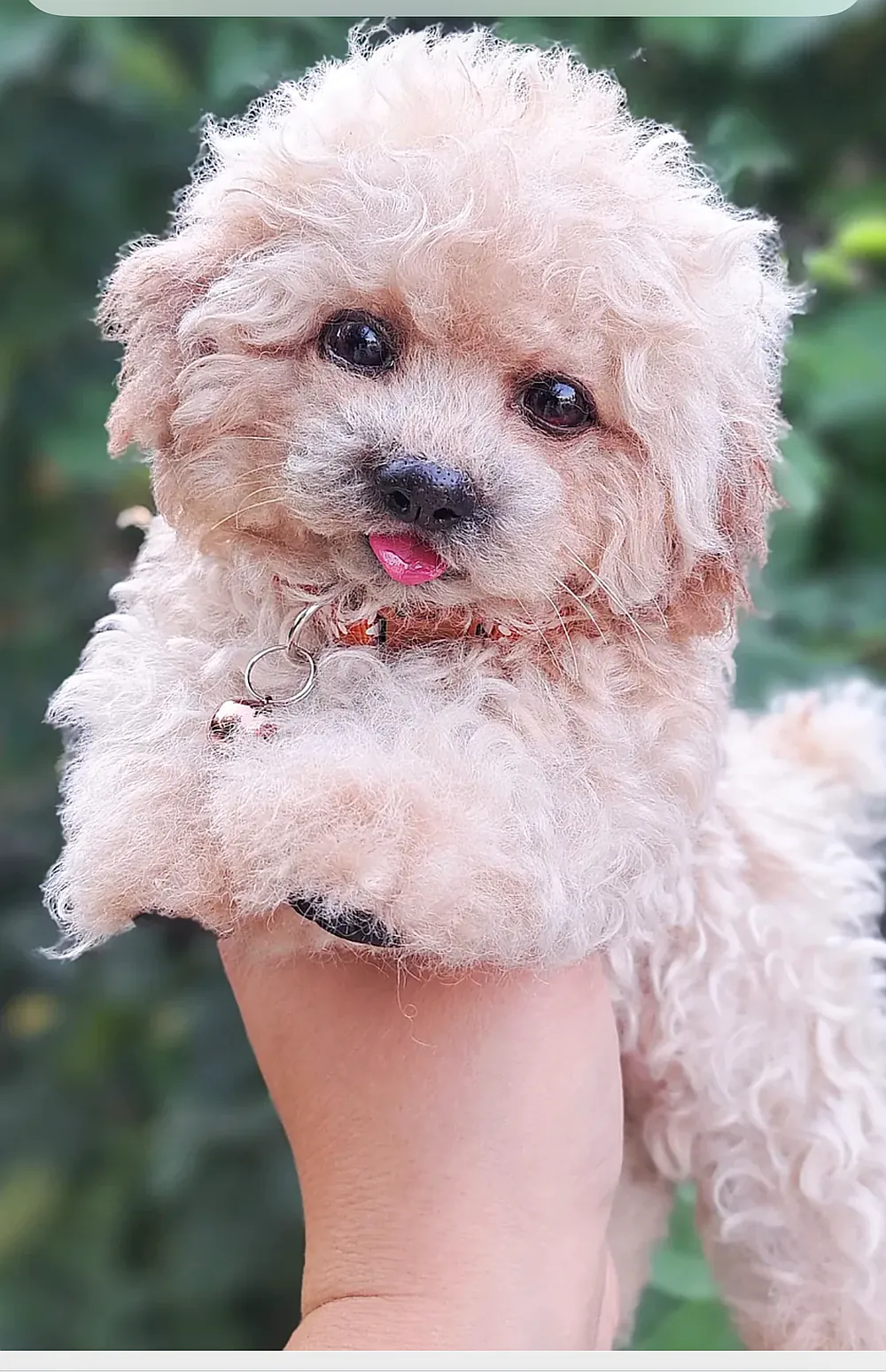 Maltipoo puppy Sophie by Inna Blagova - Bear Pile